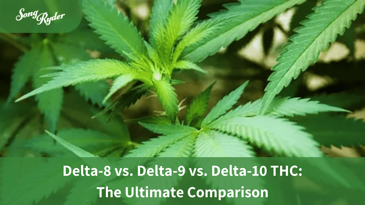 Delta-8 vs. Delta-9 vs. Delta-10 THC: Key Differences Explained – Song ...