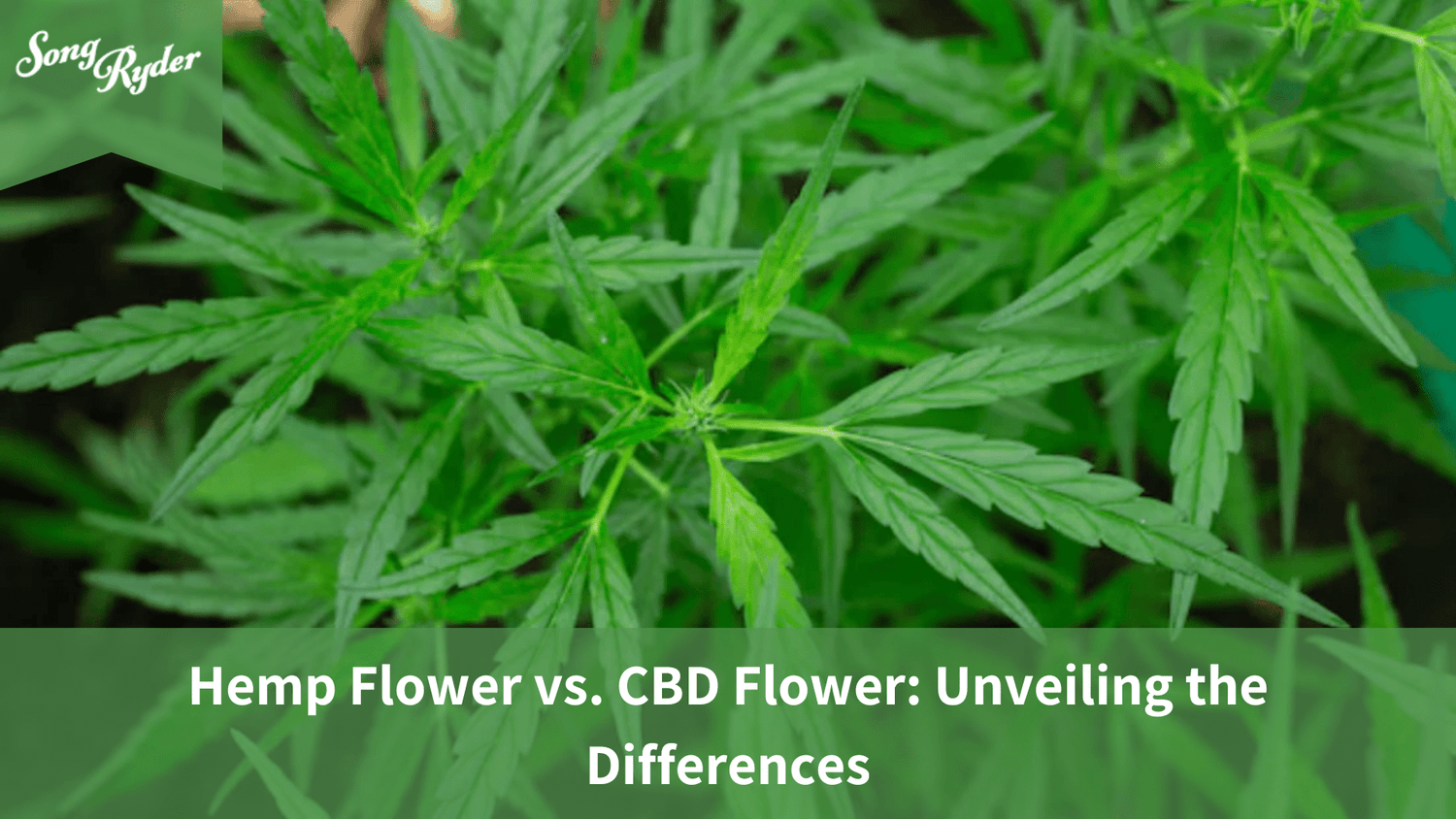 Hemp Flower vs. CBD Flower: Unveiling the Differences – Song Ryder